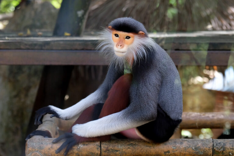 51 of the Most Colorful Monkeys and Apes in the World - Color Meanings