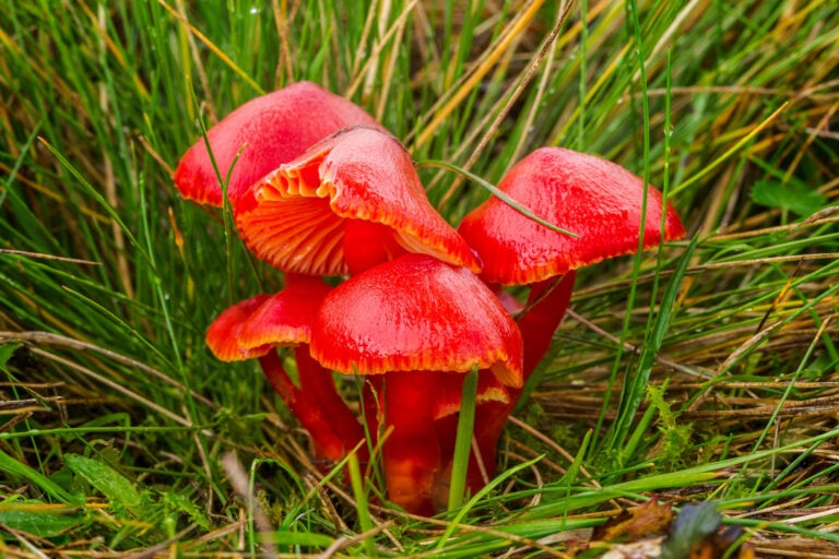 53 of the Most Colorful Mushrooms and Other Fungi in the World | Color ...