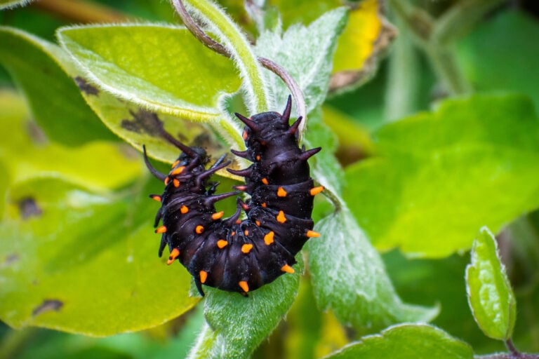 53 of the Most Colorful Caterpillars in the World | Color Meanings