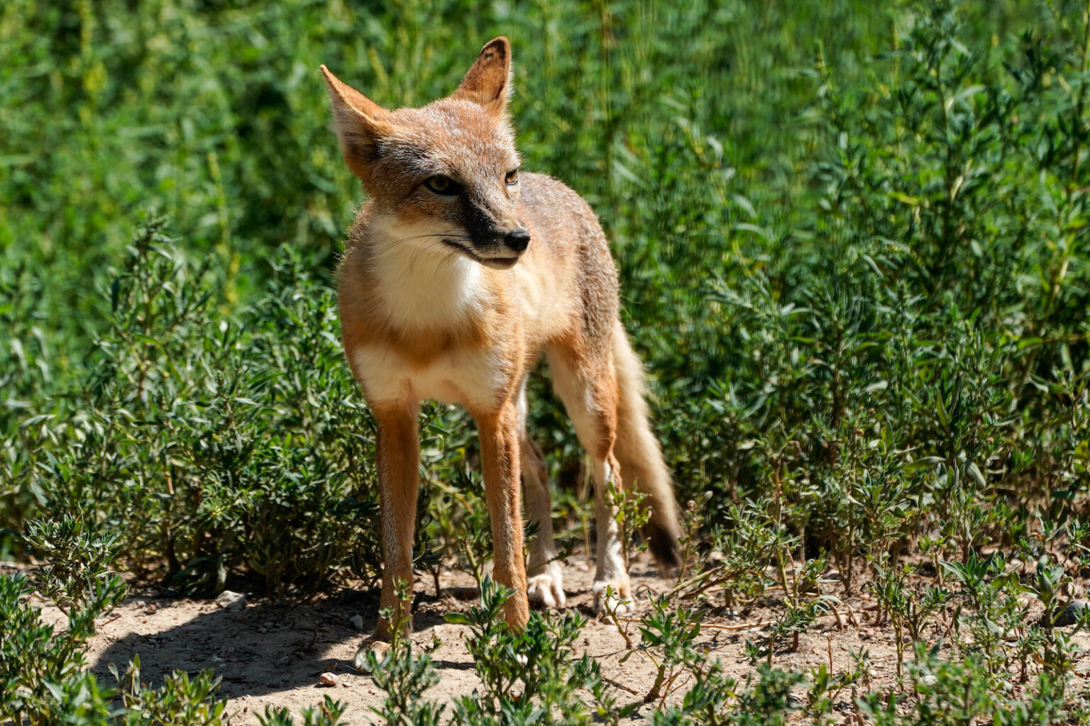 51 of the Most Colorful Foxes in the World | Color Meanings