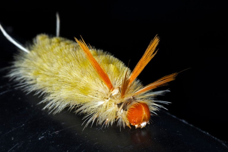 53 of the Most Colorful Caterpillars in the World | Color Meanings