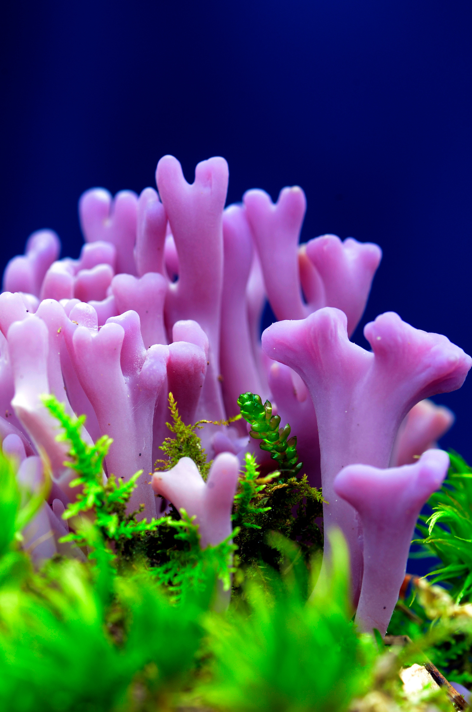 53 of the Most Colorful Mushrooms and Other Fungi in the World | Color ...