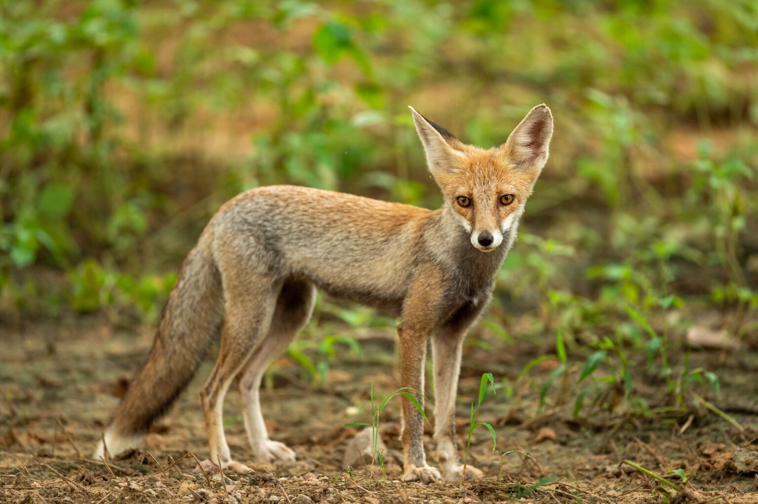 51 of the Most Colorful Foxes in the World | Color Meanings