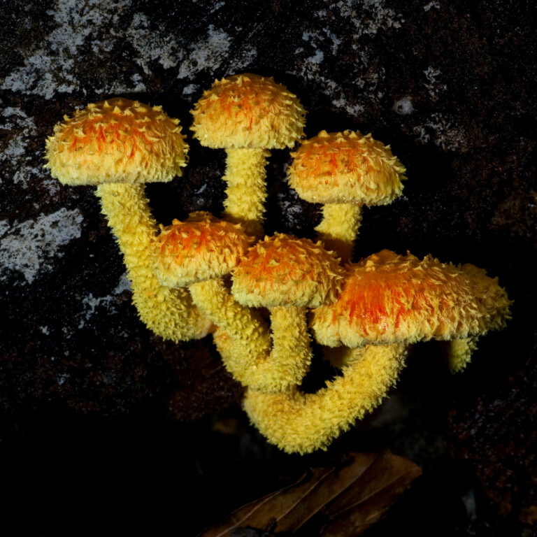 53 of the Most Colorful Mushrooms and Other Fungi in the World | Color ...
