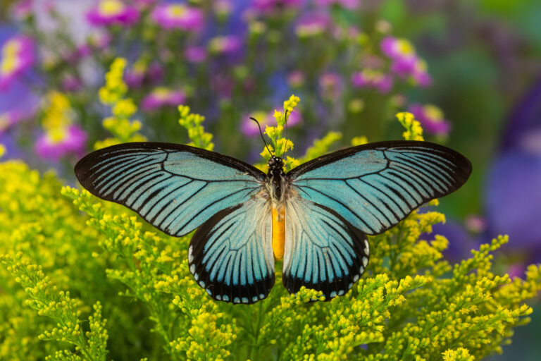 100+ Things That Are Turquoise in Nature (Full List and Photos) | Color ...