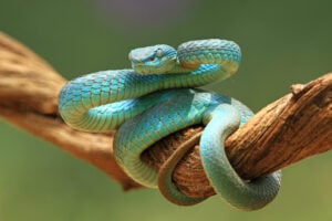 100+ Things That Are Turquoise in Nature (Full List and Photos) | Color ...