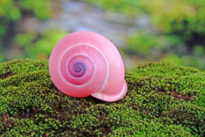52 of the Most Colorful Snails in the World | Color Meanings