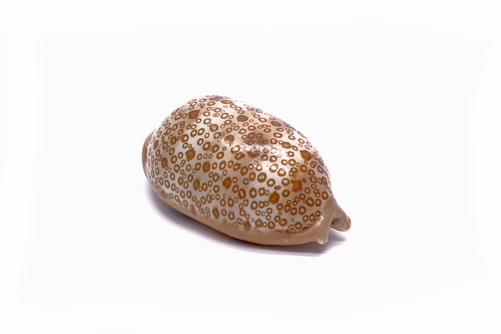 52 of the Most Colorful Snails in the World | Color Meanings