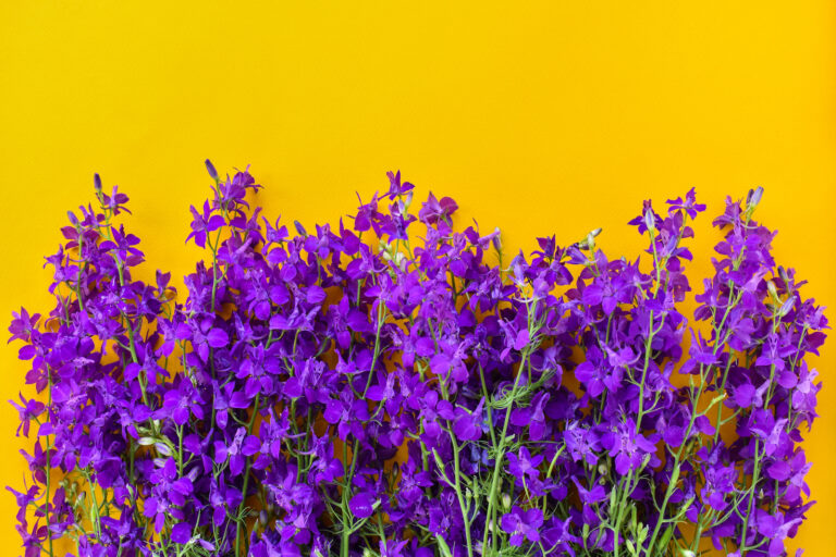 What Is the Opposite of Yellow? (Complementary Color) | Color Meanings