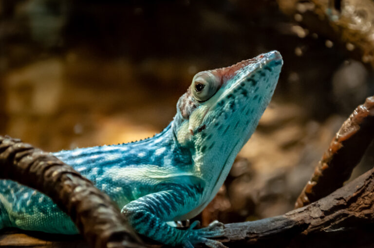 100+ Things That Are Teal in Nature (Full List and Photos) | Color Meanings