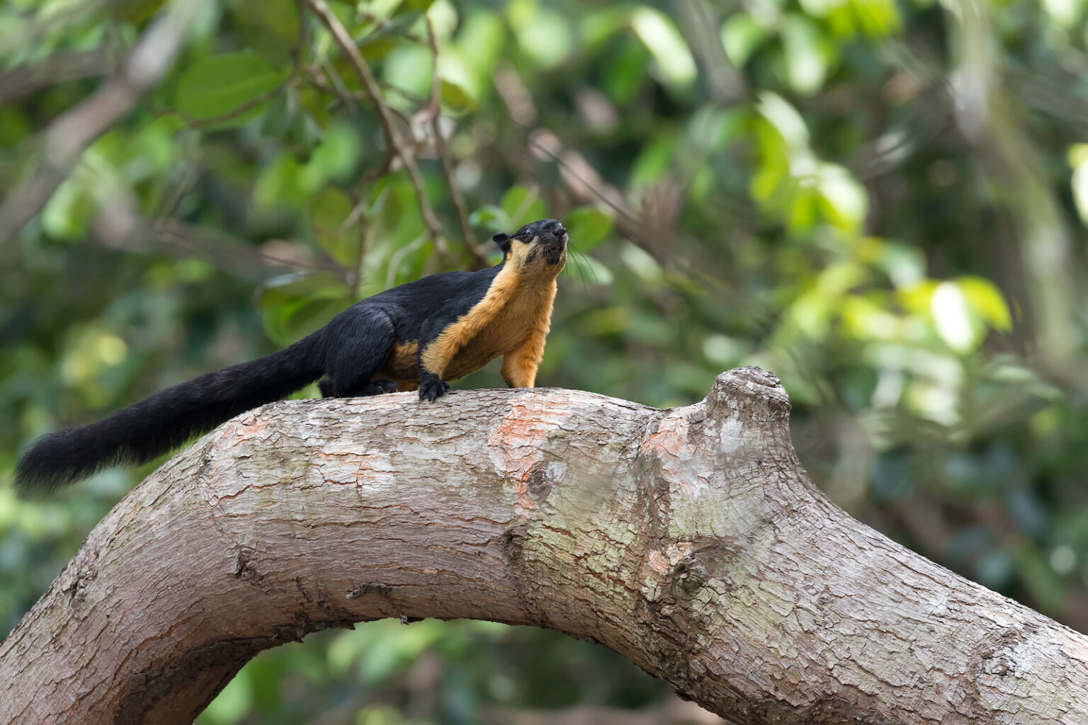 51 of the Most Colorful Squirrels in the World | Color Meanings