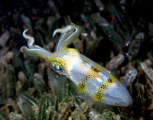 51 of the Most Colorful Octopuses and Squids in the World | Color Meanings