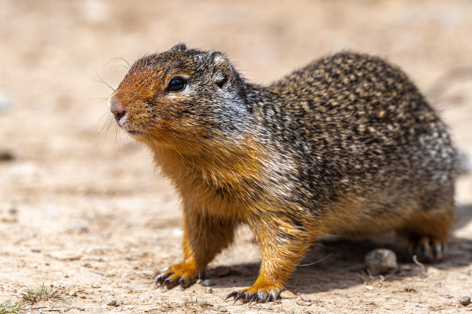 51 of the Most Colorful Squirrels in the World | Color Meanings