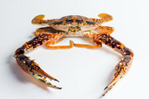 51 of the Most Colorful Crabs in the World | Color Meanings
