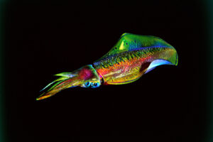 51 of the Most Colorful Octopuses and Squids in the World | Color Meanings