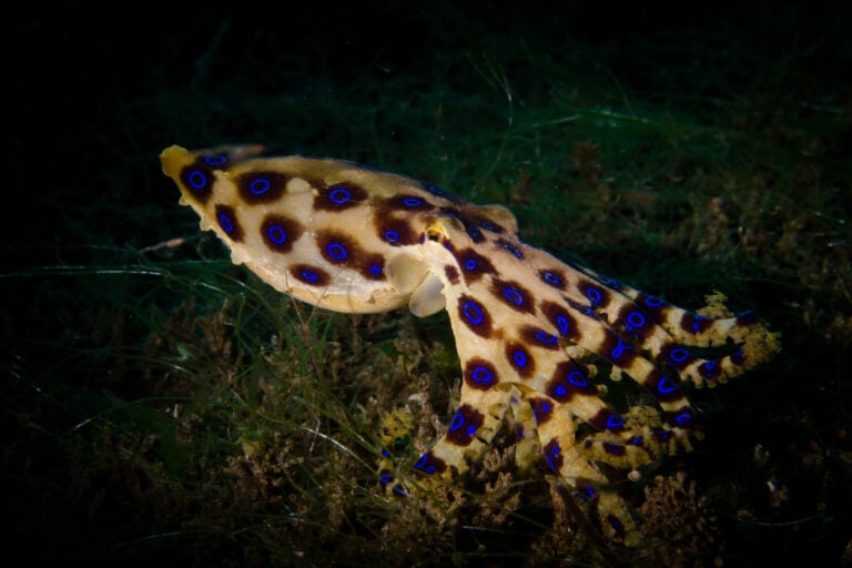 51 of the Most Colorful Octopuses and Squids in the World | Color Meanings