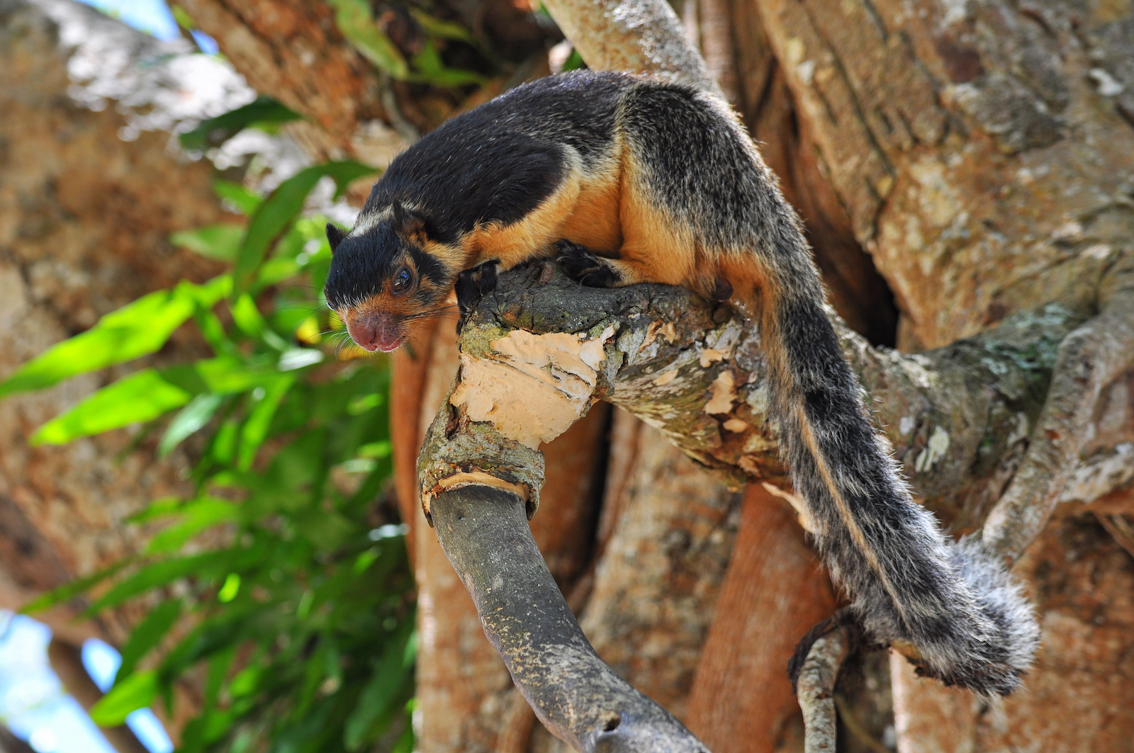 51 of the Most Colorful Squirrels in the World | Color Meanings