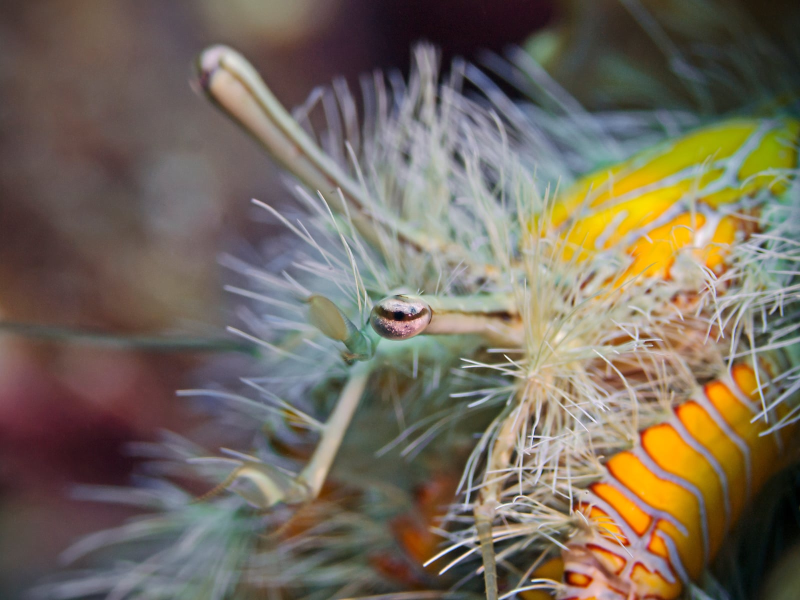 51 of the Most Colorful Crabs in the World | Color Meanings