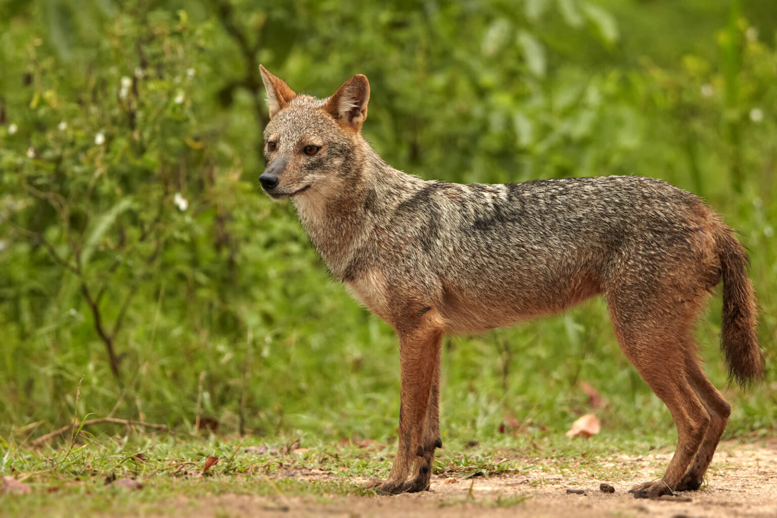 51 of the Most Colorful Wolves and Other Wild Dogs in the World | Color ...