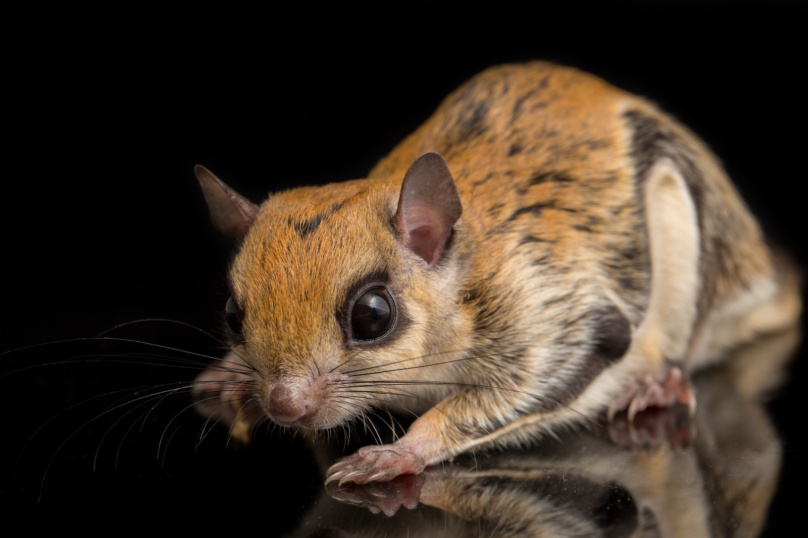 51 of the Most Colorful Squirrels in the World | Color Meanings