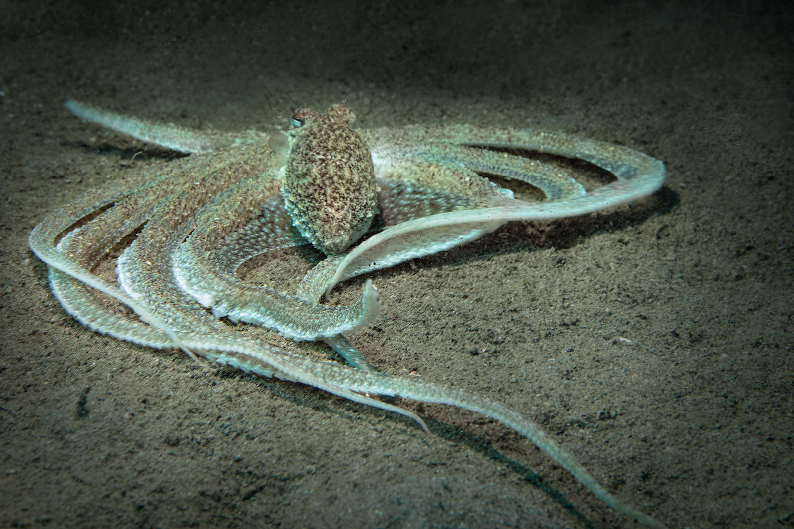 51 of the Most Colorful Octopuses and Squids in the World | Color Meanings