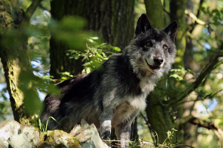 51 of the Most Colorful Wolves and Other Wild Dogs in the World | Color ...