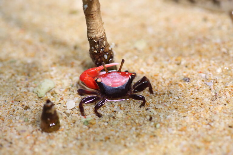 51 of the Most Colorful Crabs in the World | Color Meanings