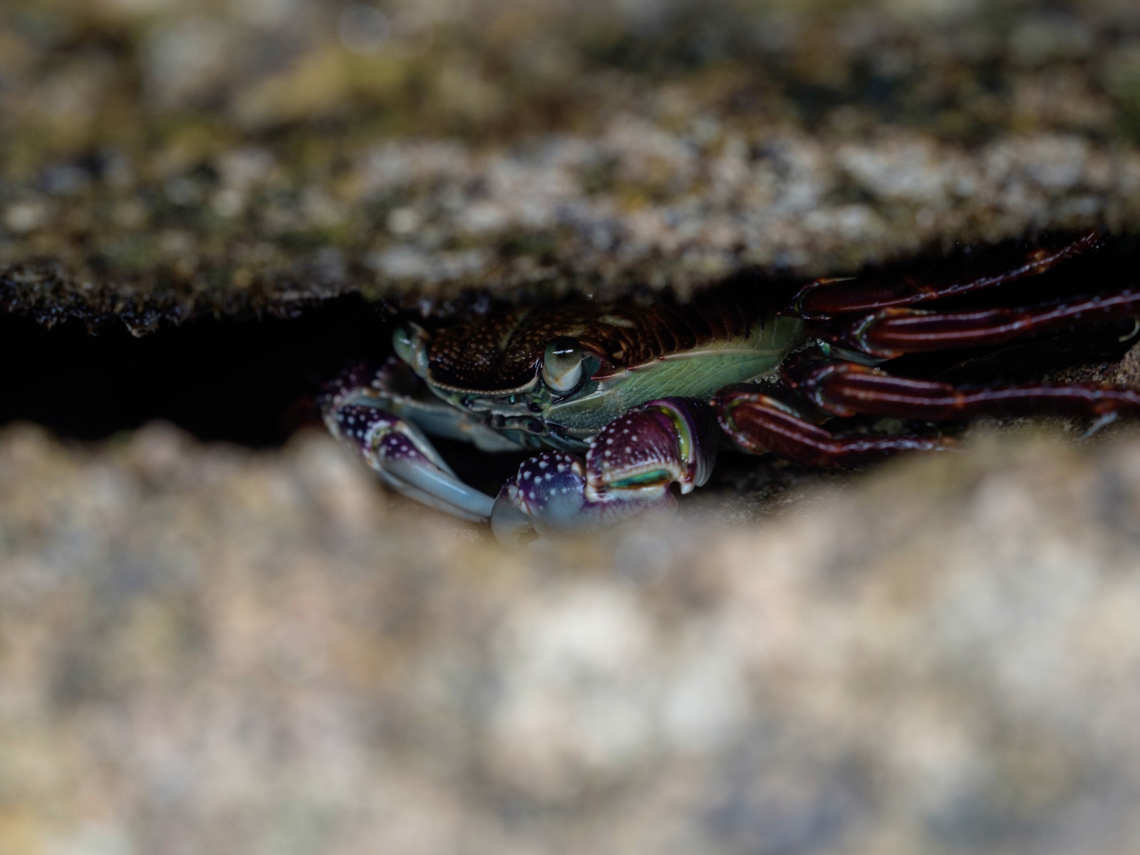51 of the Most Colorful Crabs in the World | Color Meanings