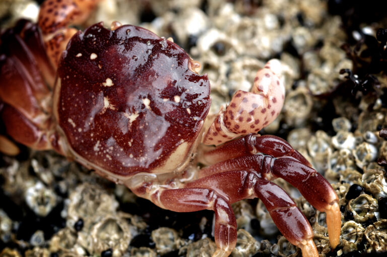 51 of the Most Colorful Crabs in the World | Color Meanings