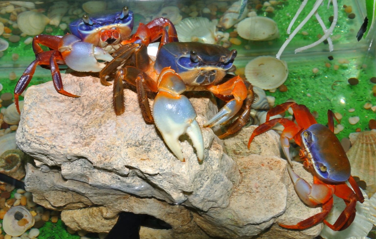 51 of the Most Colorful Crabs in the World | Color Meanings