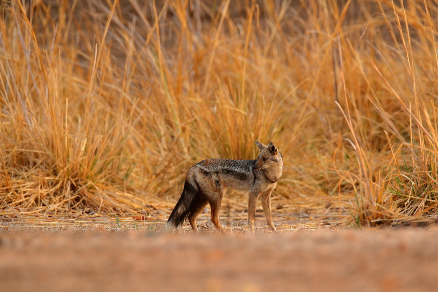 51 of the Most Colorful Wolves and Other Wild Dogs in the World | Color ...