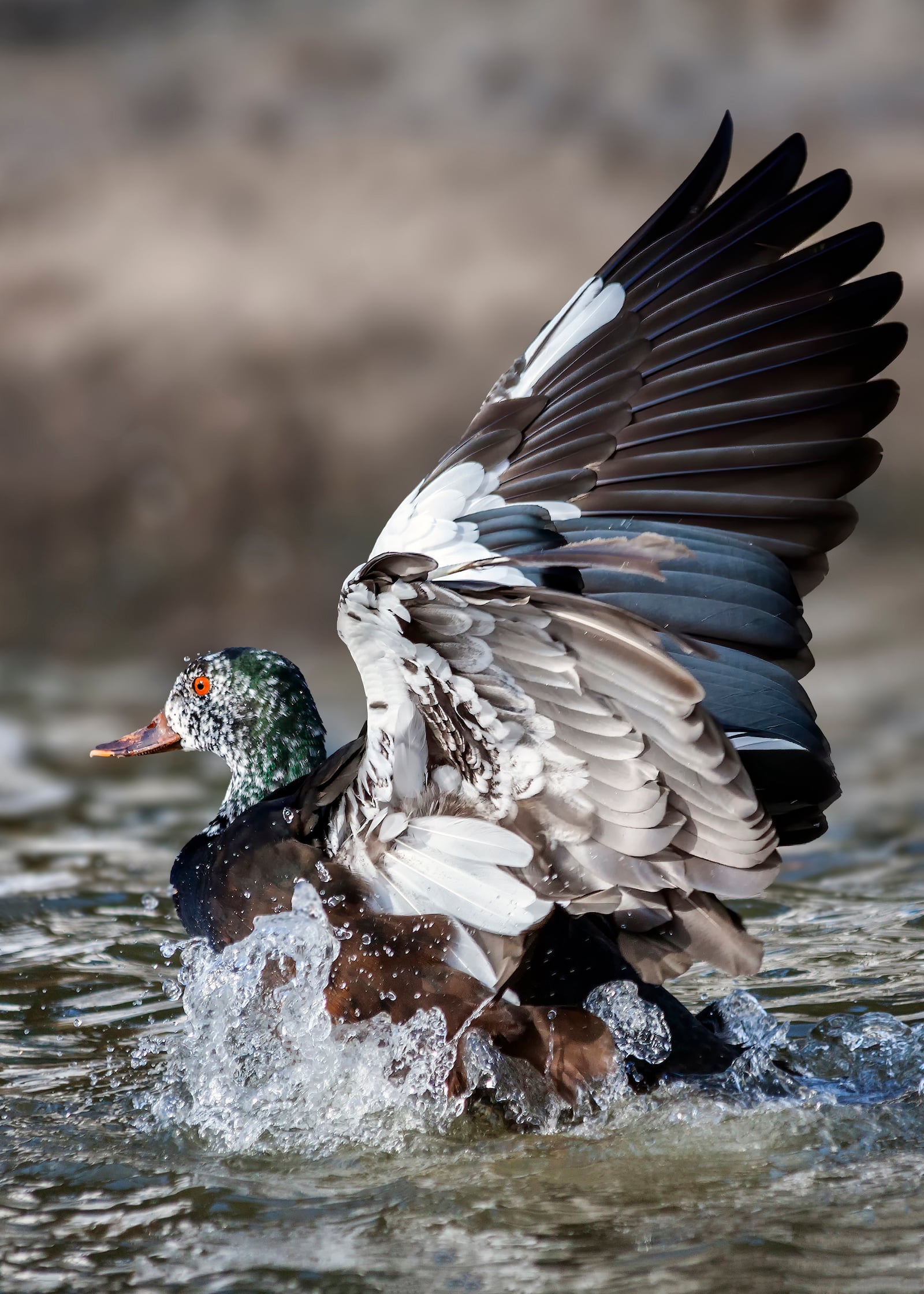 51 of the Most Colorful Ducks in the World | Color Meanings