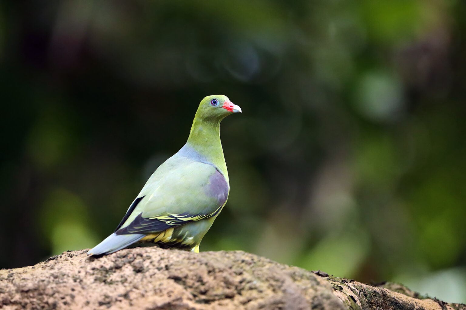 51 of the Most Colorful Pigeons and Doves in the World - Color Meanings