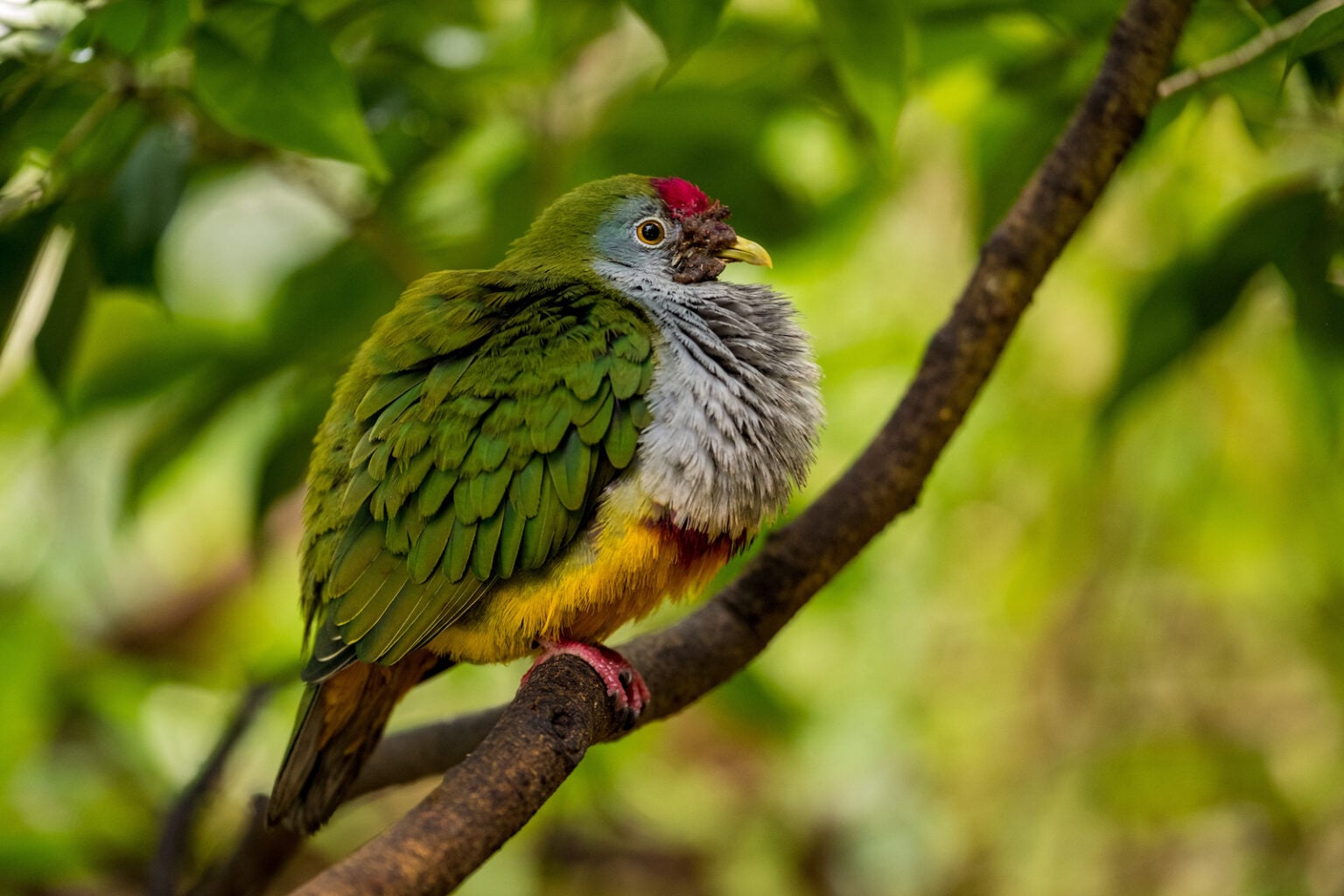 51 of the Most Colorful Pigeons and Doves in the World | Color Meanings