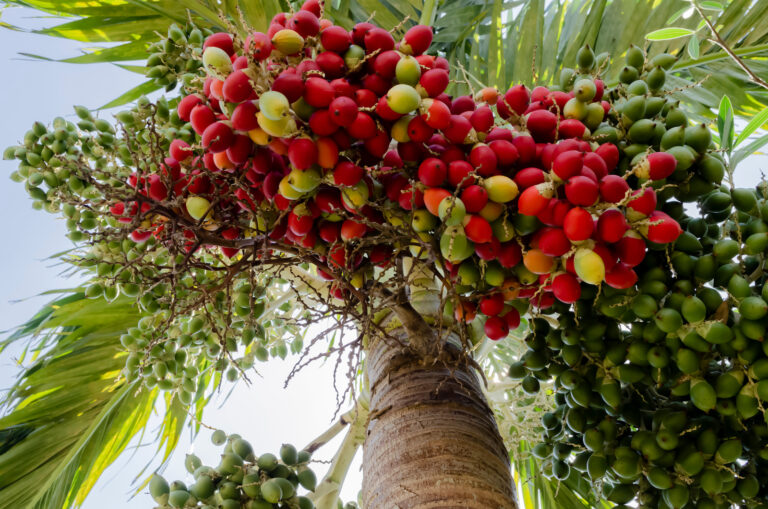 51 of the Most Colorful Palm Trees in the World | Color Meanings