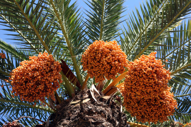 51 of the Most Colorful Palm Trees in the World | Color Meanings
