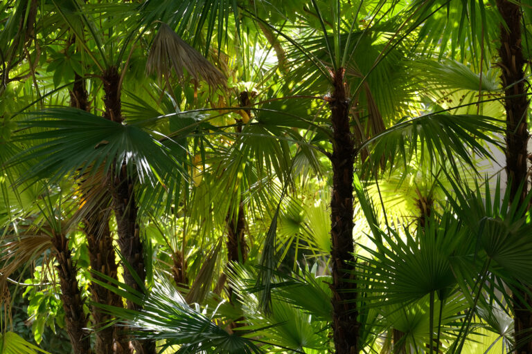 51 of the Most Colorful Palm Trees in the World | Color Meanings