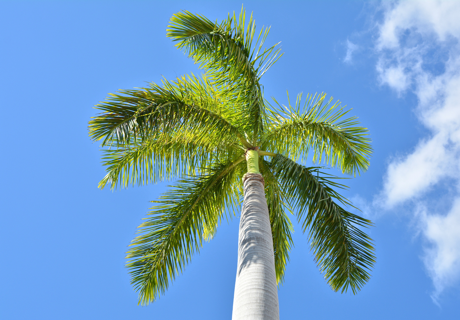 51 of the Most Colorful Palm Trees in the World | Color Meanings