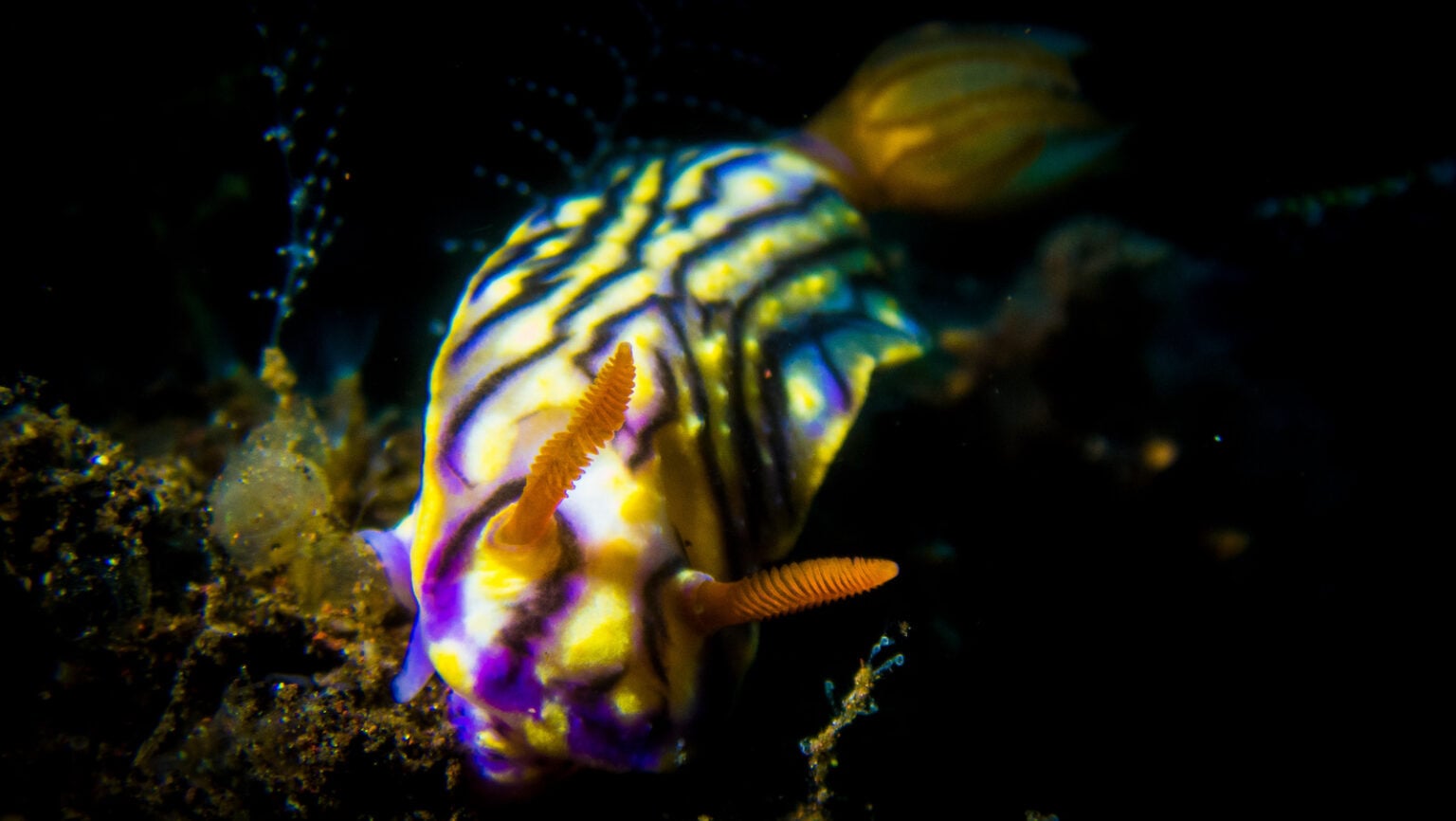 55 of the Most Colorful Sea Slugs in the World | Color Meanings