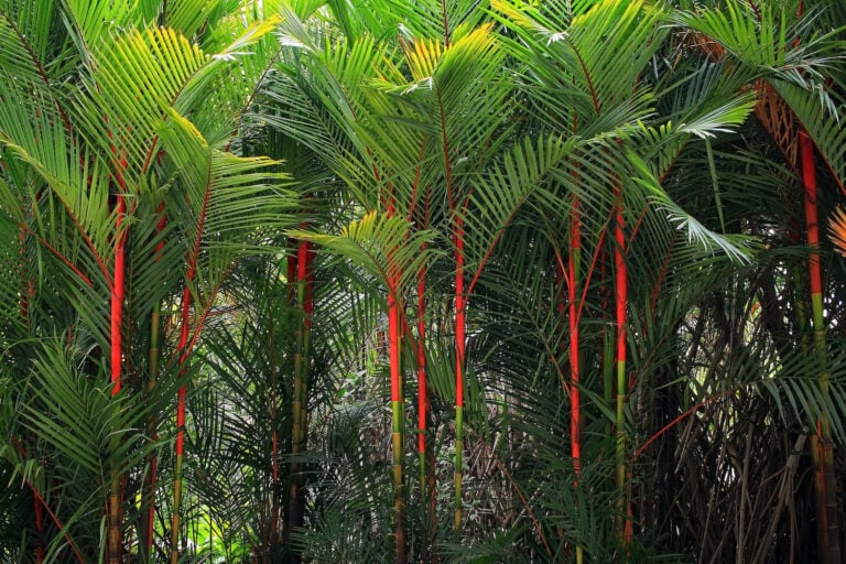 51 of the Most Colorful Palm Trees in the World | Color Meanings