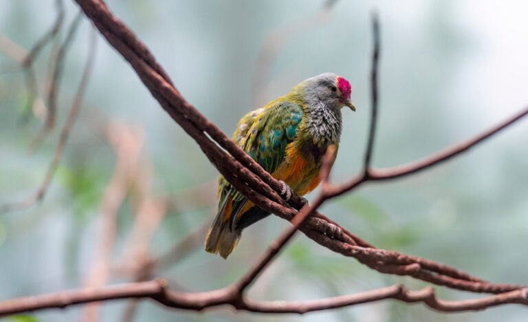 51 of the Most Colorful Pigeons and Doves in the World | Color Meanings
