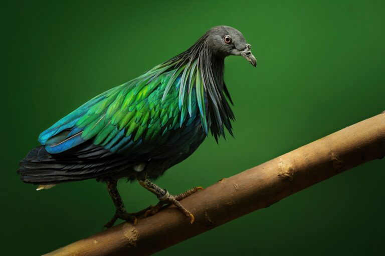 51 of the Most Colorful Pigeons and Doves in the World | Color Meanings