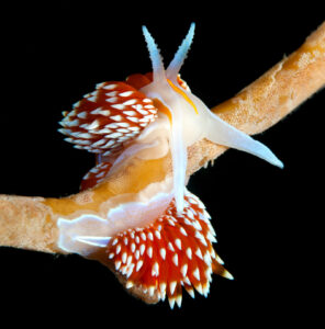 55 of the Most Colorful Sea Slugs in the World | Color Meanings