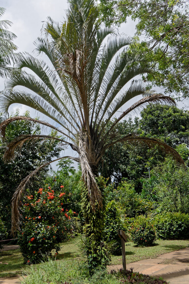 51 of the Most Colorful Palm Trees in the World | Color Meanings