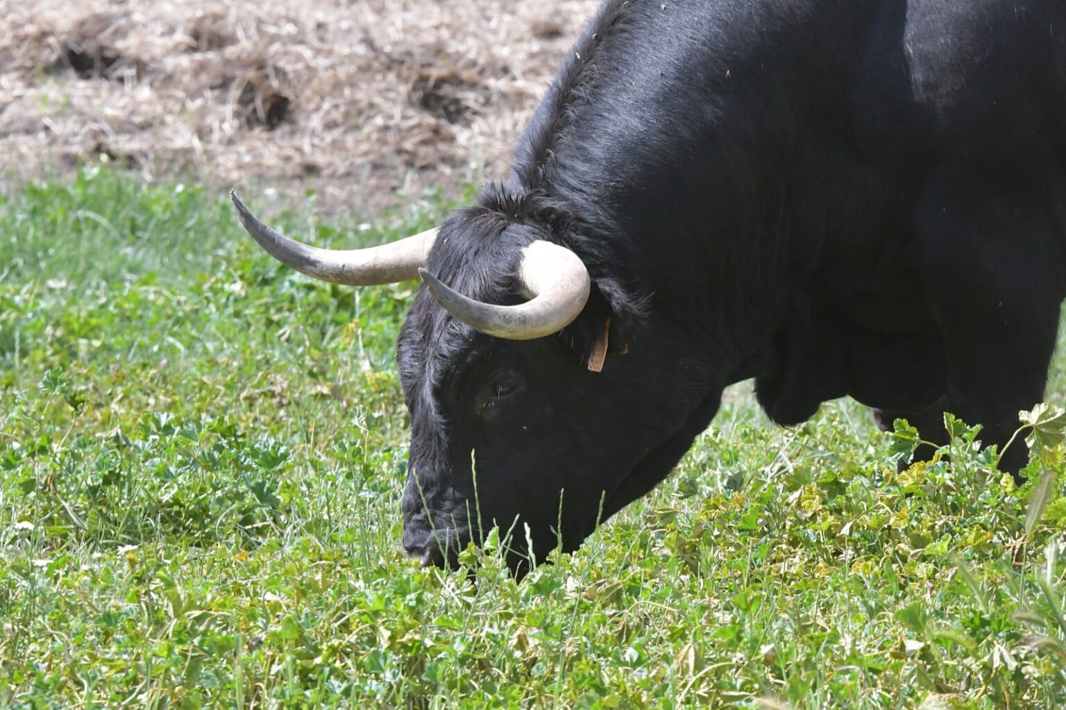 Do Bulls Hate the Color Red, and Does It Really Make Them Angry ...