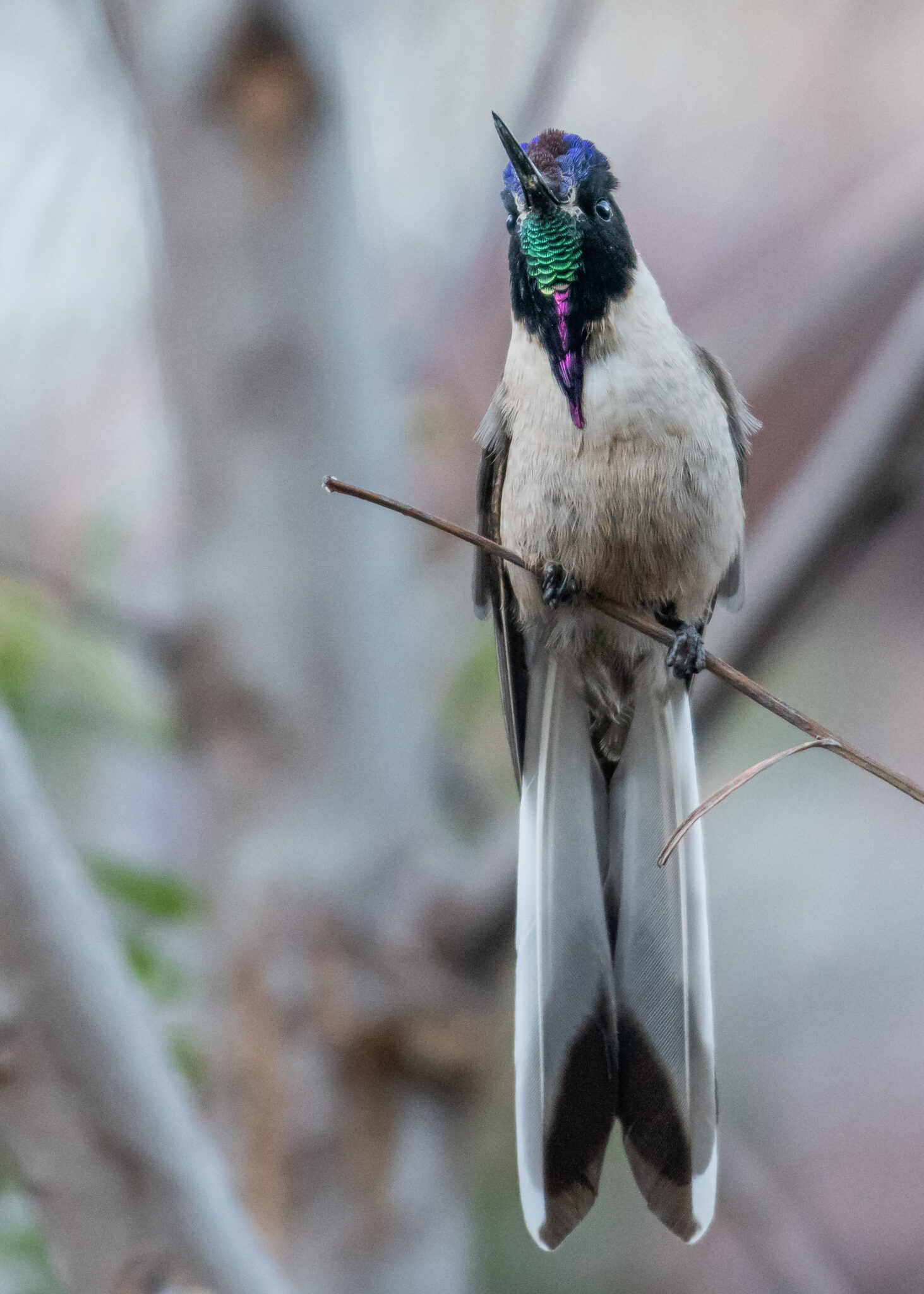 51 of the Most Colorful Hummingbirds in the World | Color Meanings