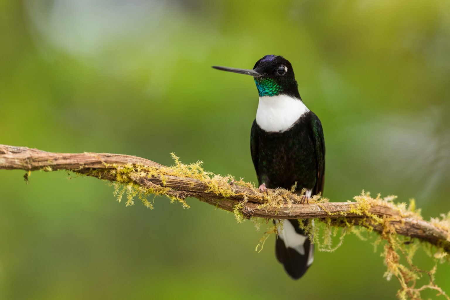 51 Of The Most Colorful Hummingbirds In The World Color Meanings