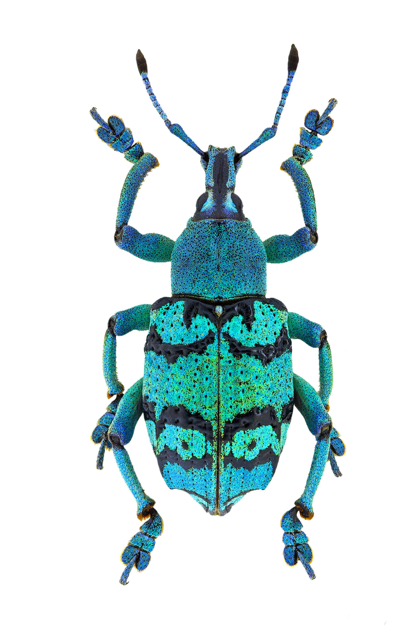 54 of the Most Colorful Beetles in the World | Color Meanings