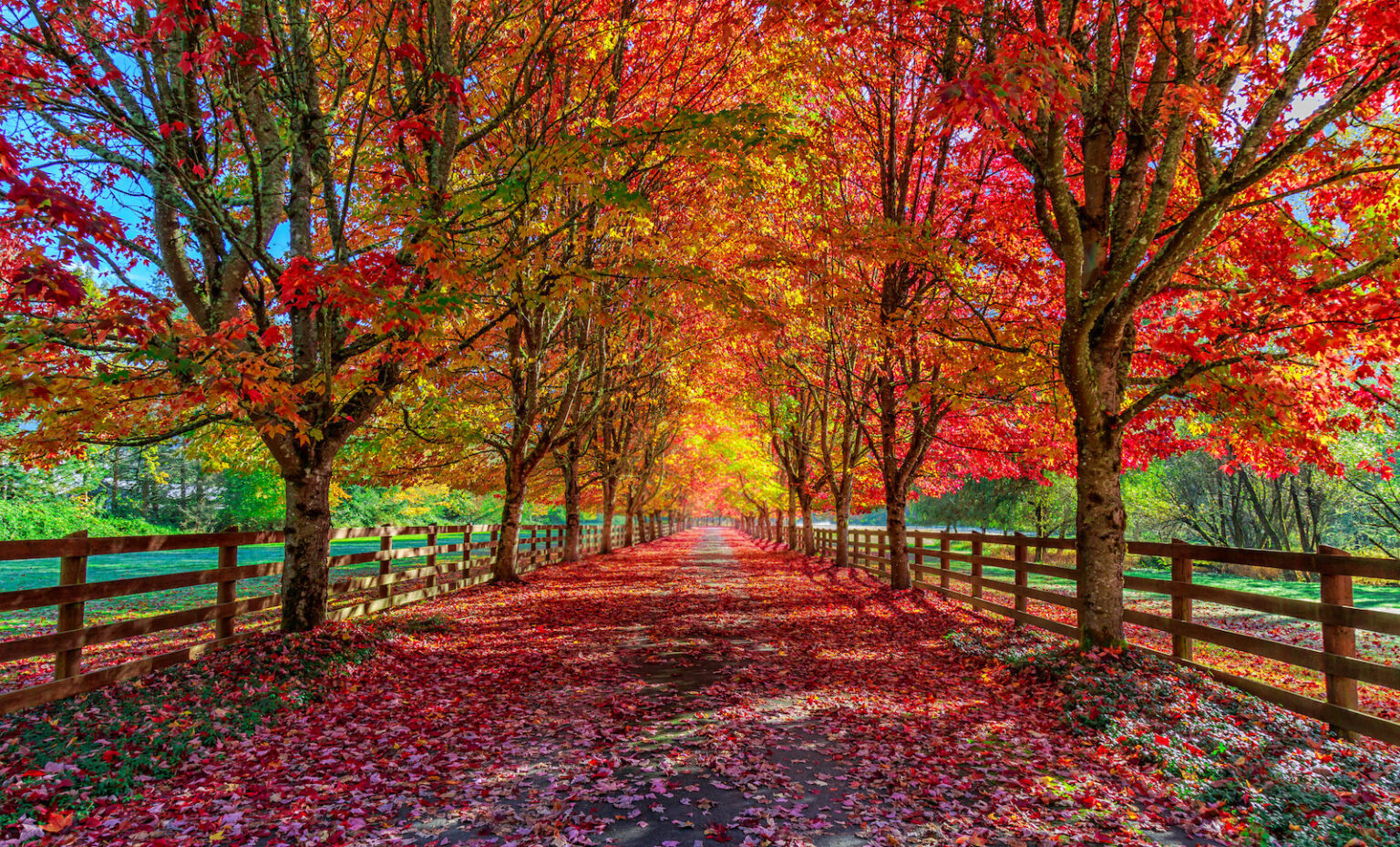 Why Do Leaves Change Color in the Fall? | Color Meanings
