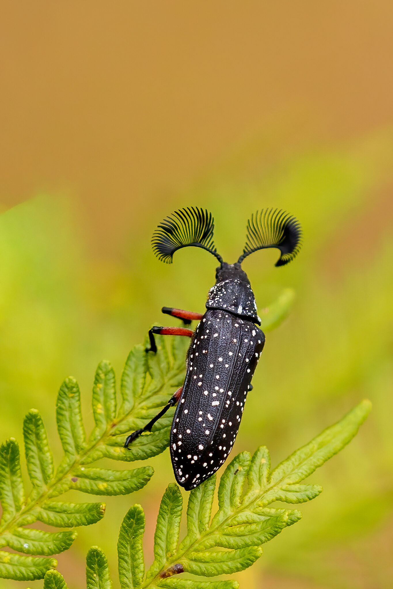 54 of the Most Colorful Beetles in the World | Color Meanings